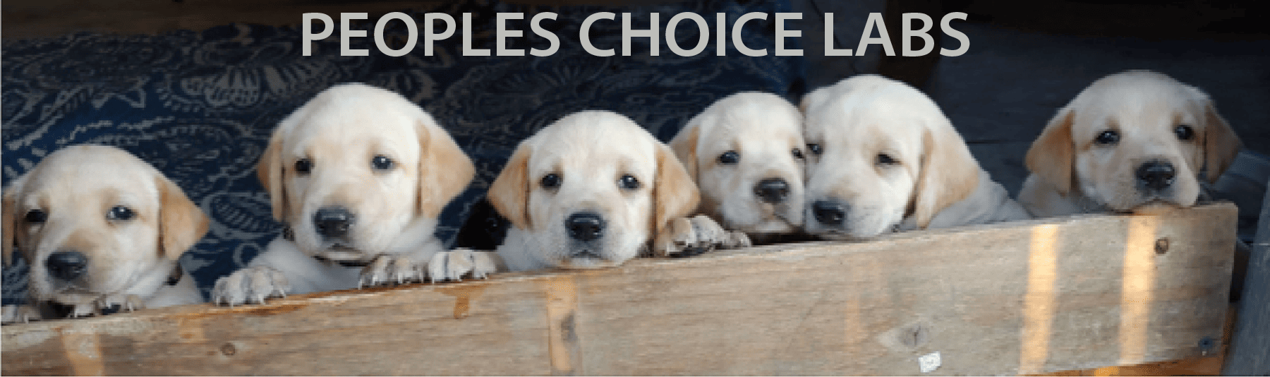 Yellow AKC Labrador Retrievers Puppies Austin - Peoples Choice Labs