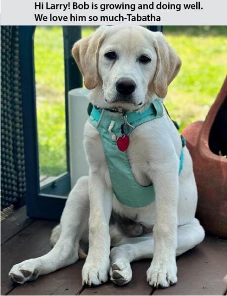Yellow AKC Labrador Retrievers Puppies Austin - Peoples Choice Labs