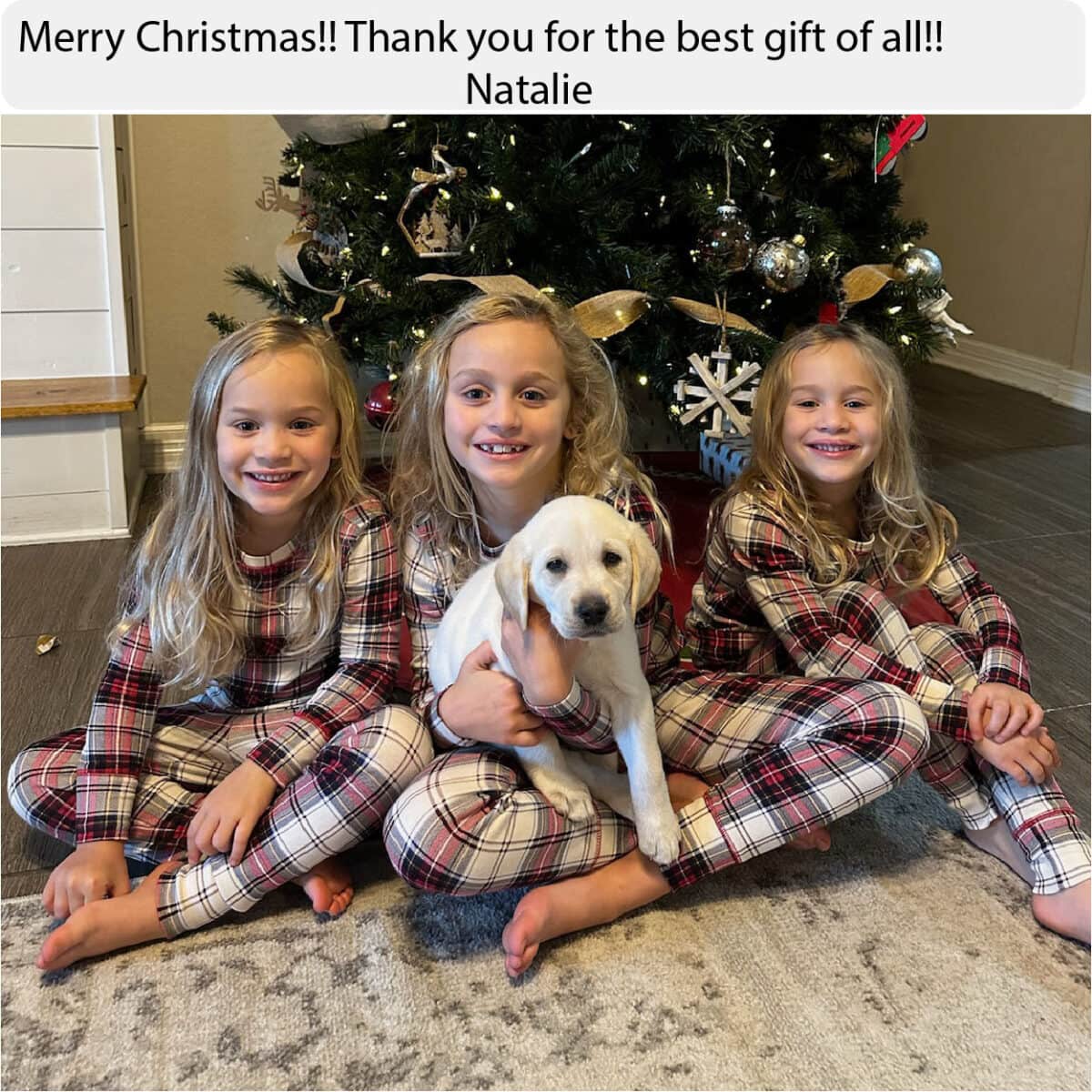 Yellow AKC Labrador Retrievers Puppies Austin - Peoples Choice Labs