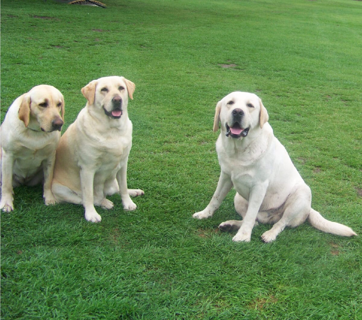 Yellow AKC Labrador Retrievers Puppies Austin - Peoples Choice Labs